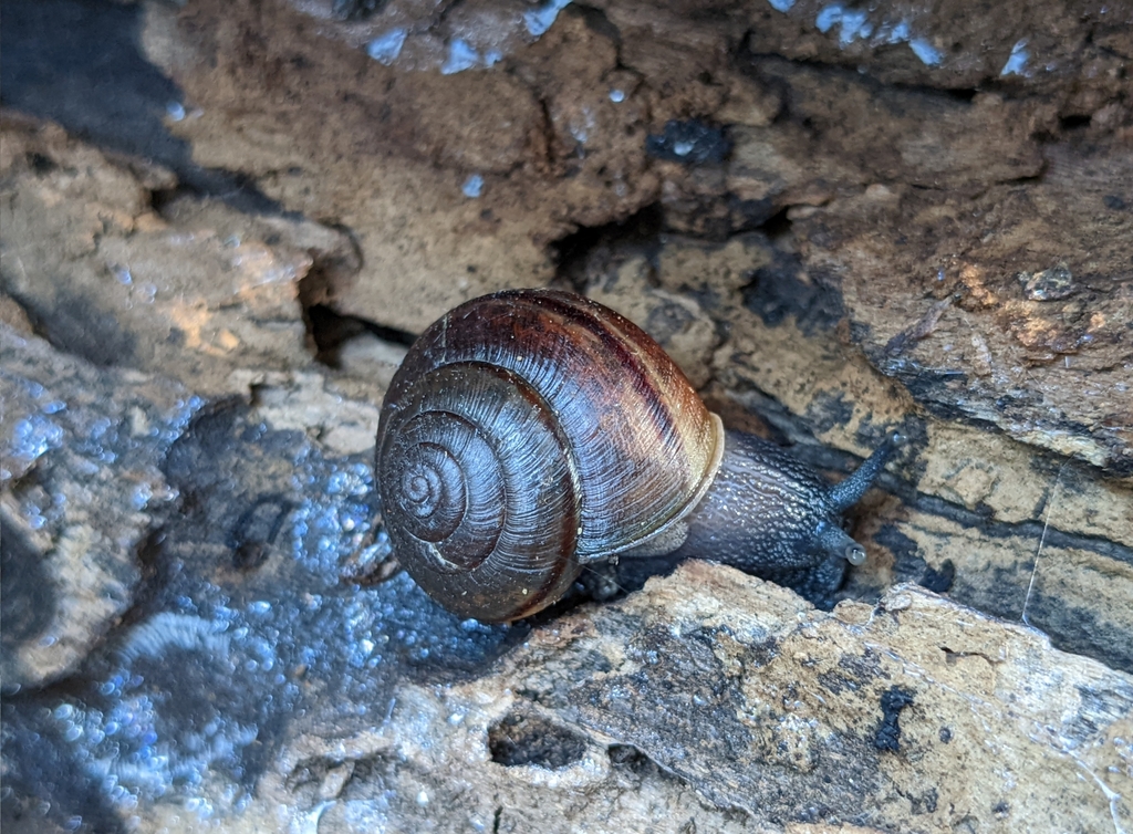 Trask Shoulderband Snail in April 2022 by Zack Abbey · iNaturalist
