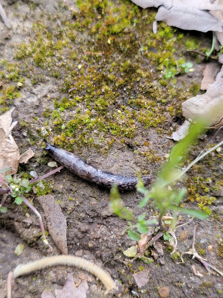 Milky Slug from San Diego, California, United States on March 31, 2022 ...