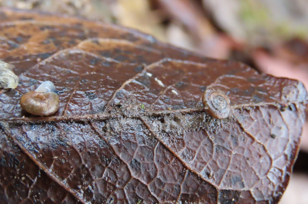 Disc Snails from Dartmouth, NS, Canada on April 01, 2022 at 12:21 PM by ...