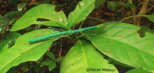 Myronides glaucus · iNaturalist