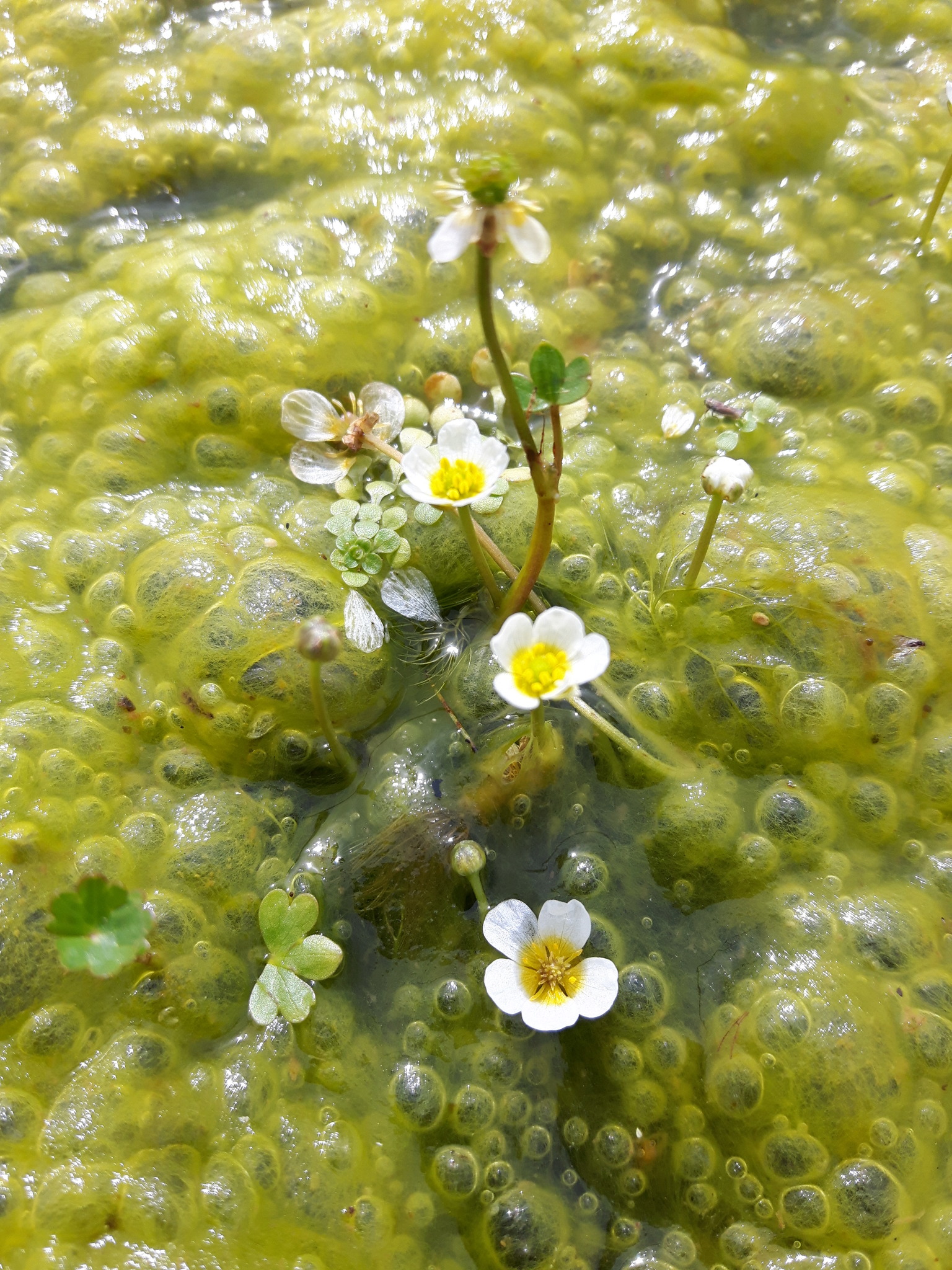 Ranunculus natans C.A.Mey.