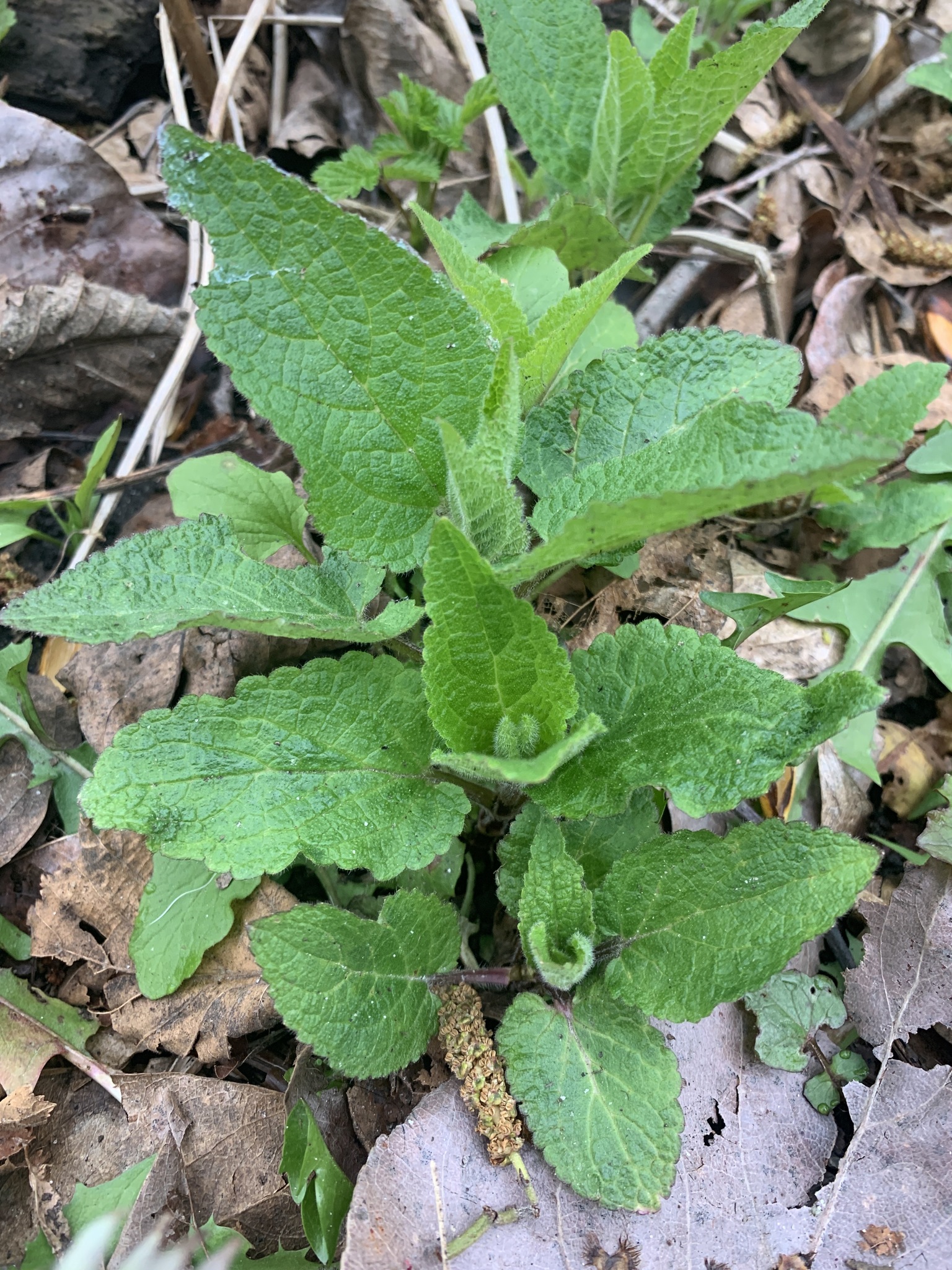 Stachys chamissonis Benth.
