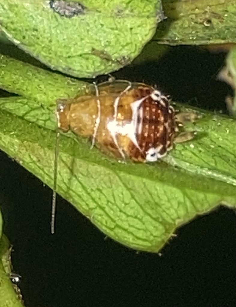 Florida Beetle Cockroach from NW Fifth St, Pembroke Pines, FL, US on ...