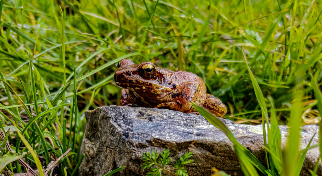 Greek frog in October 2021 by Ivaylo Georgiev · iNaturalist
