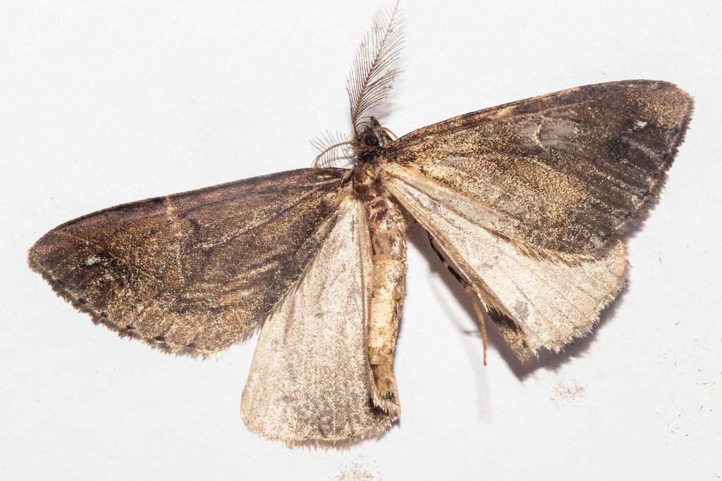 Pseudocoremia berylia from Southland District, Southland, New Zealand ...