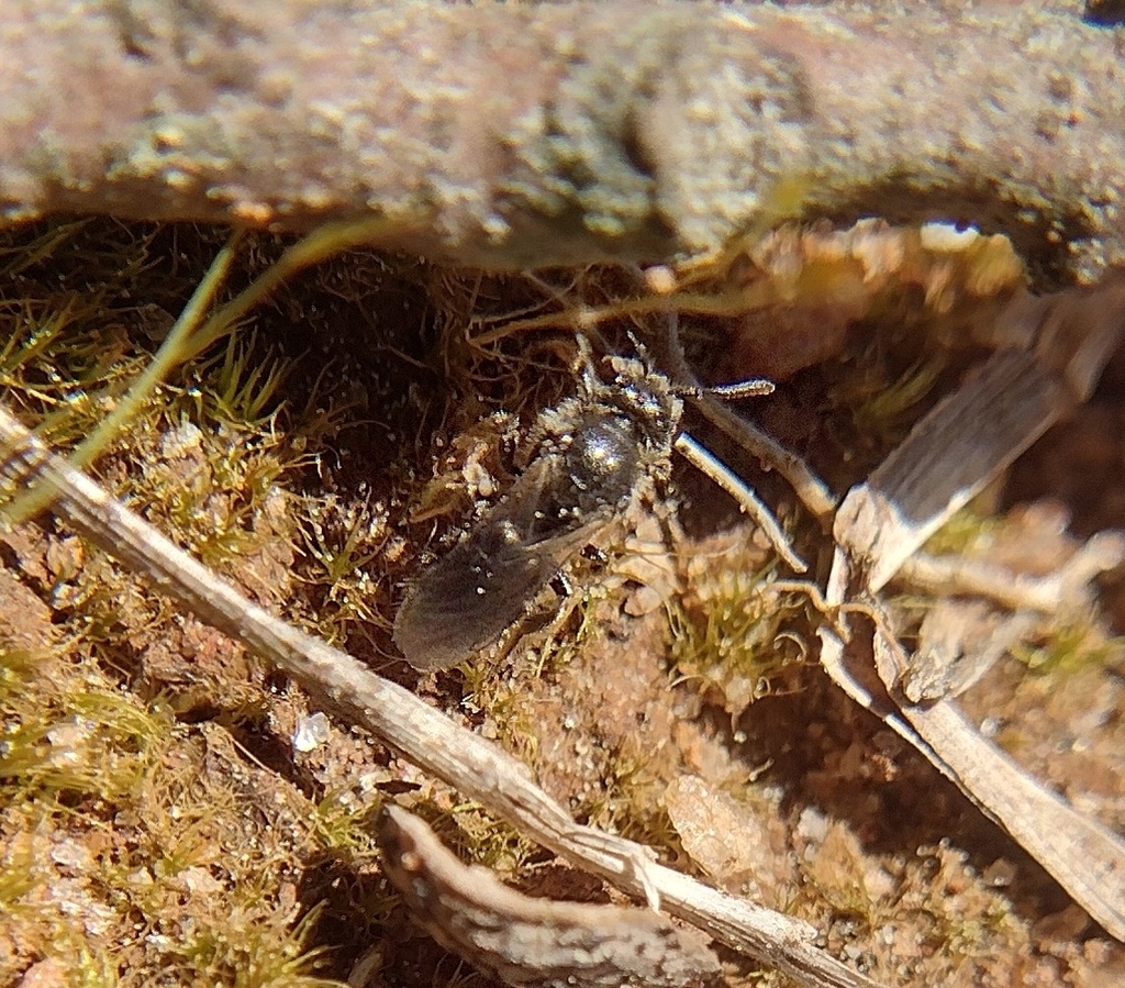 Panurginus in April 2022 by icopperbug. Lots of them flying near the ...