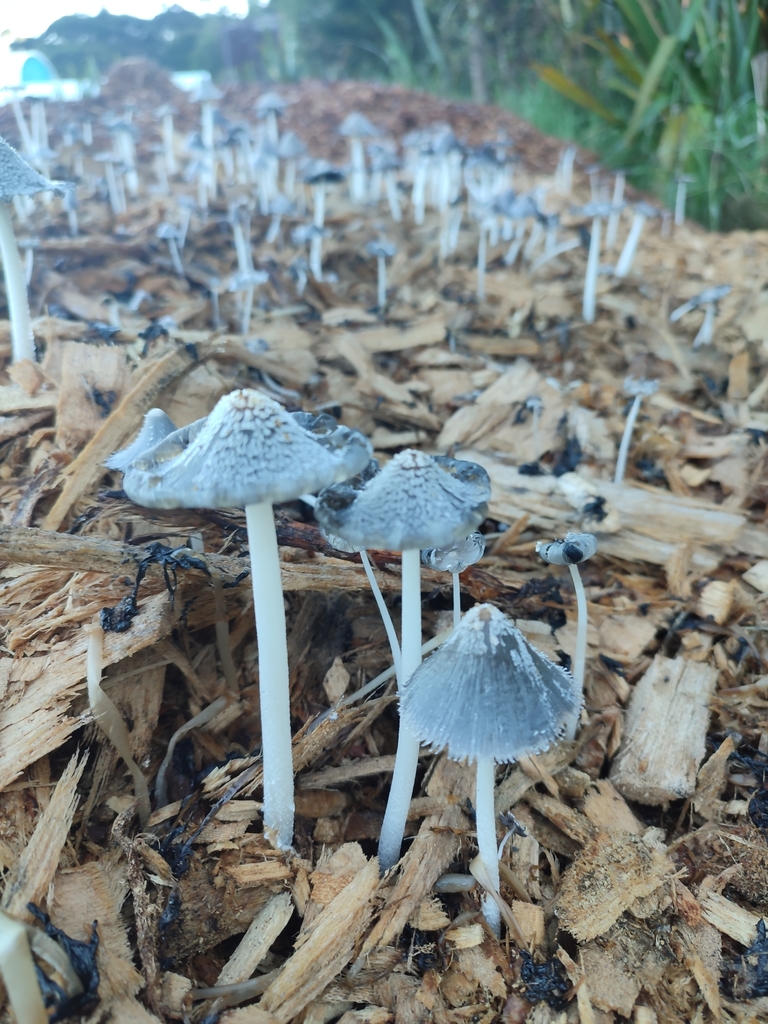 Coprinopsis sect. Lanatulae from Lauderdale Road/Eskdale Road, Birkdale ...