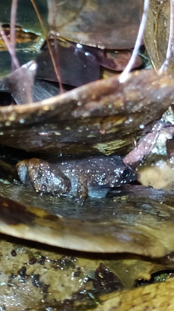 Heyer's Tropical Bullfrog from Saint-Elie, Régina, Guyane française on ...