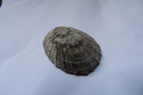 Subspecies Cellana strigilis strigilis · iNaturalist