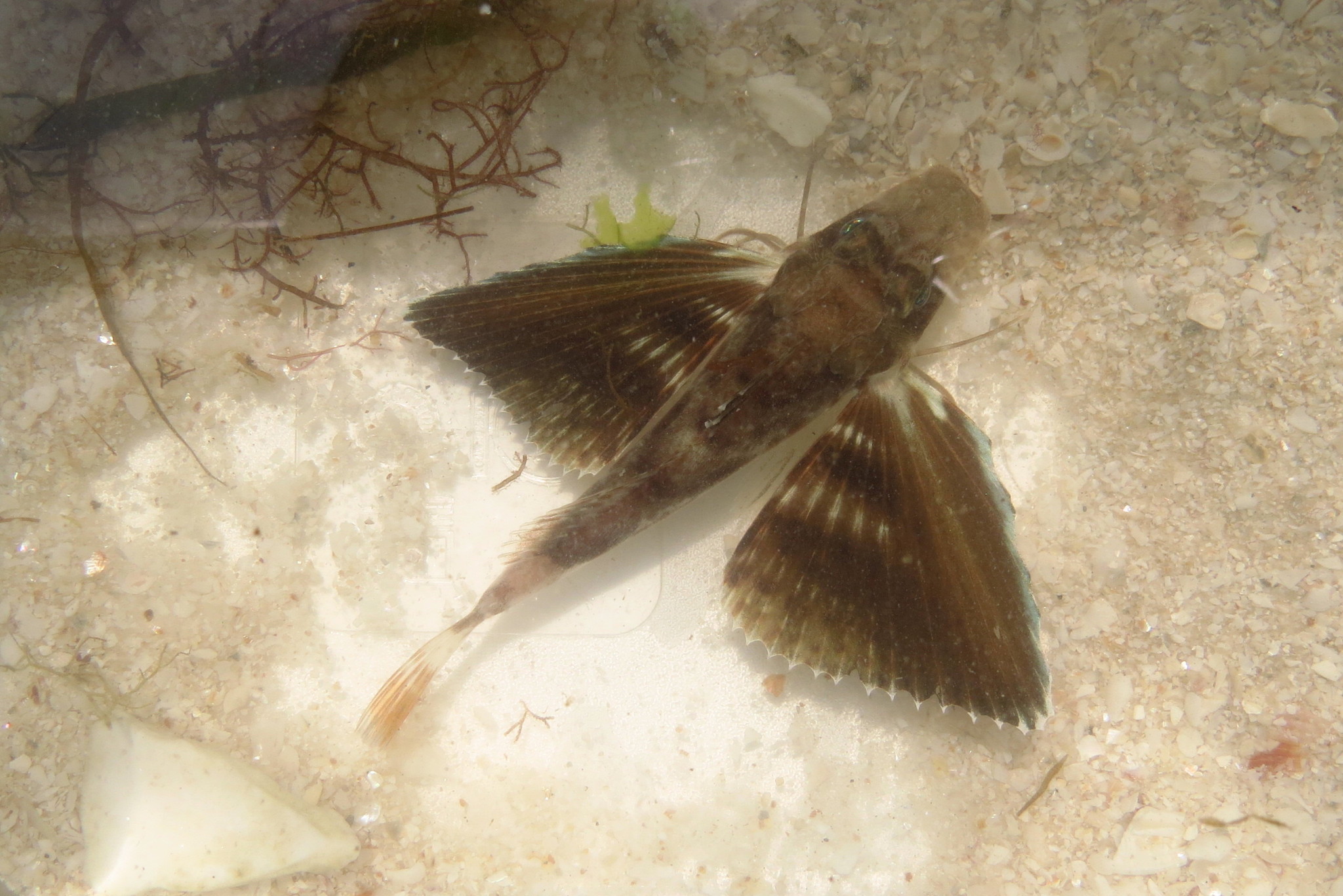 Prionotus rubio Jordan, 1886