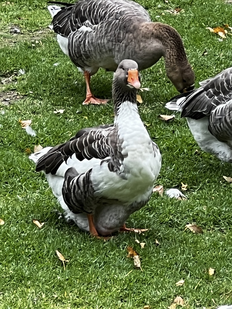 Domestic Greylag Goose from Caulfield Park-Park Crescent Playground ...