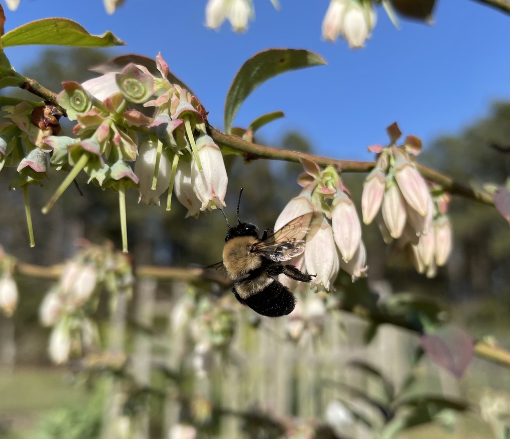 Blueberry Digger Bee from Roanoke Island, Manteo, NC, US on April 1 ...