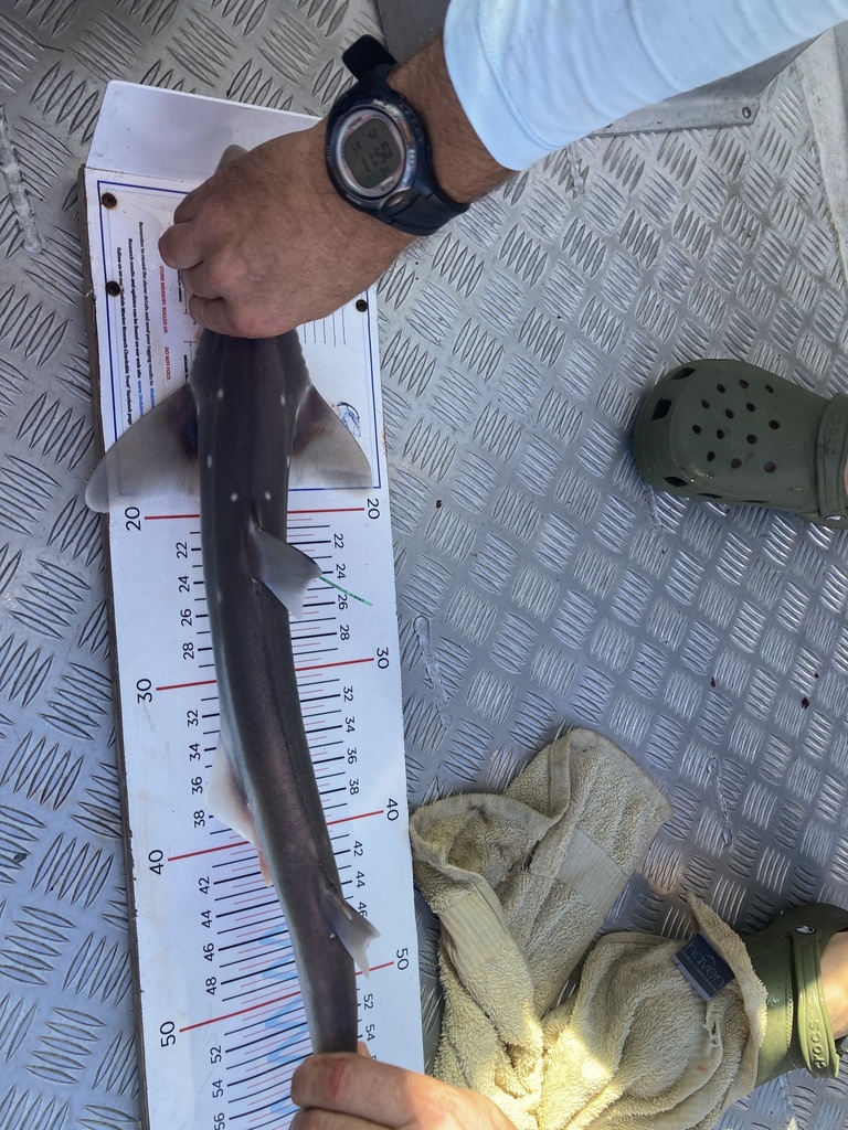 White-spotted Dogfish in April 2022 by Ben Knight. Tag #4141 Depth 53m ...