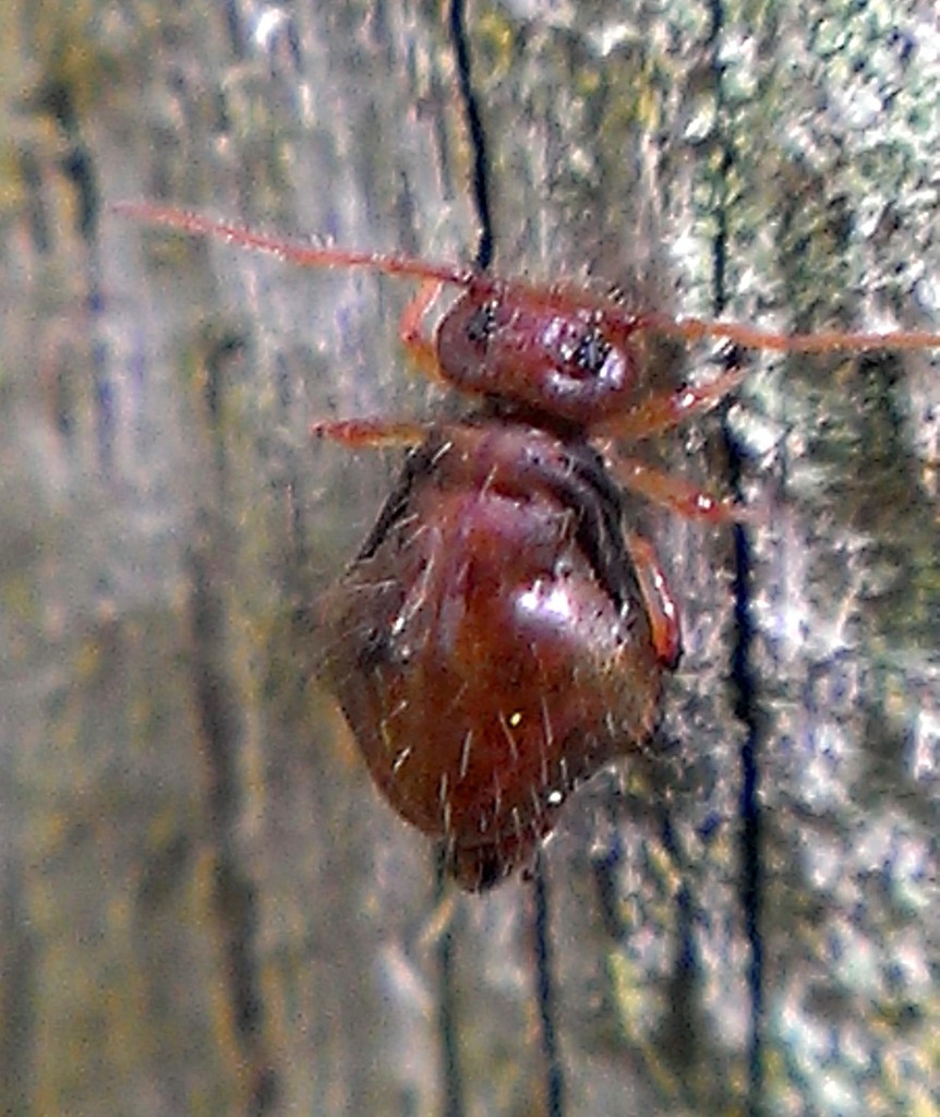 Sminthuridae in January 2016 by juliegraham173 · iNaturalist