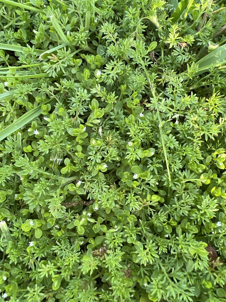 common soliva from Pecos Dr, Splendora, TX, US on April 01, 2022 at 06: ...