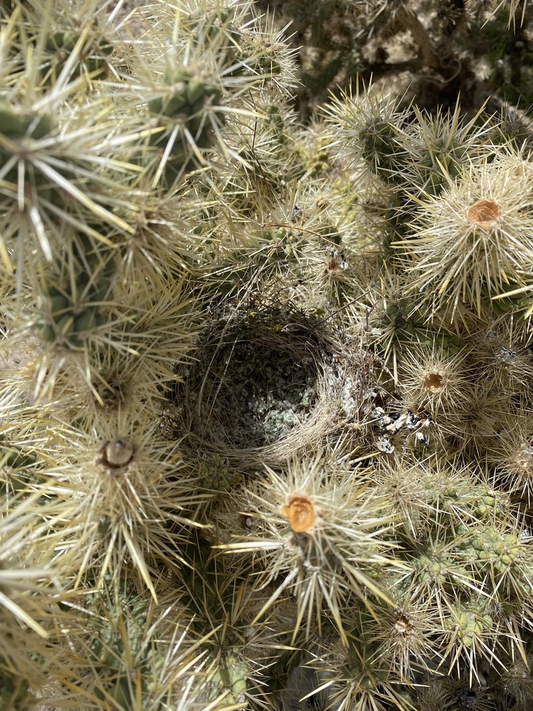 Silver Cholla from CA-178, Onyx, CA, US on March 21, 2022 at 12:33 PM ...