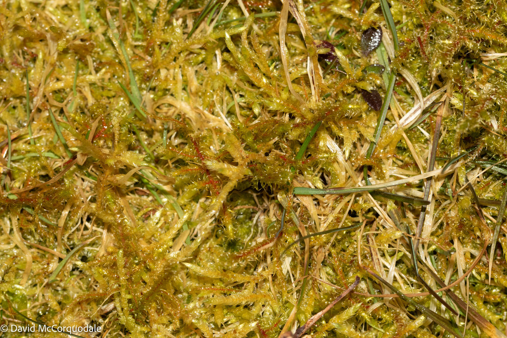 Scarce Turf-moss from Halifax, Nova Scotia, Canada on March 28, 2022 at ...