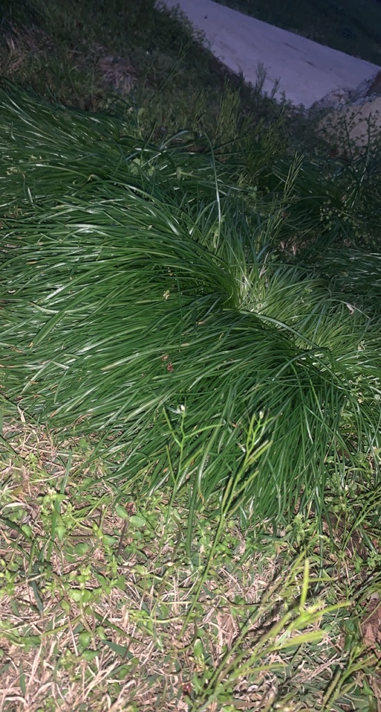 Dwarf Lily-turf from New Castle, DE 19720, USA on April 01, 2022 at 07: ...