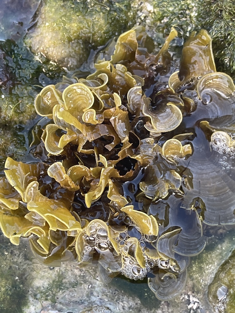 White Scroll Alga from QROO, MX on April 1, 2022 at 06:30 PM by Jeff ...