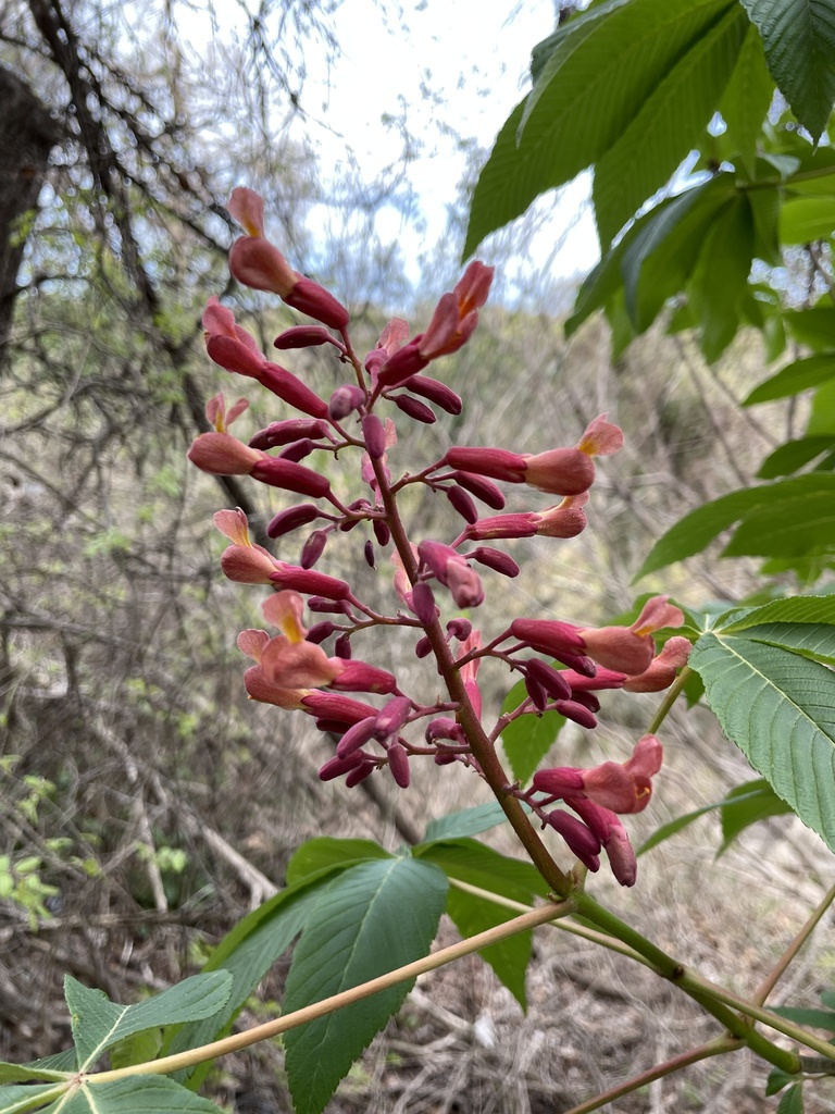 Red Buckeye in March 2022 by neoncactus · iNaturalist