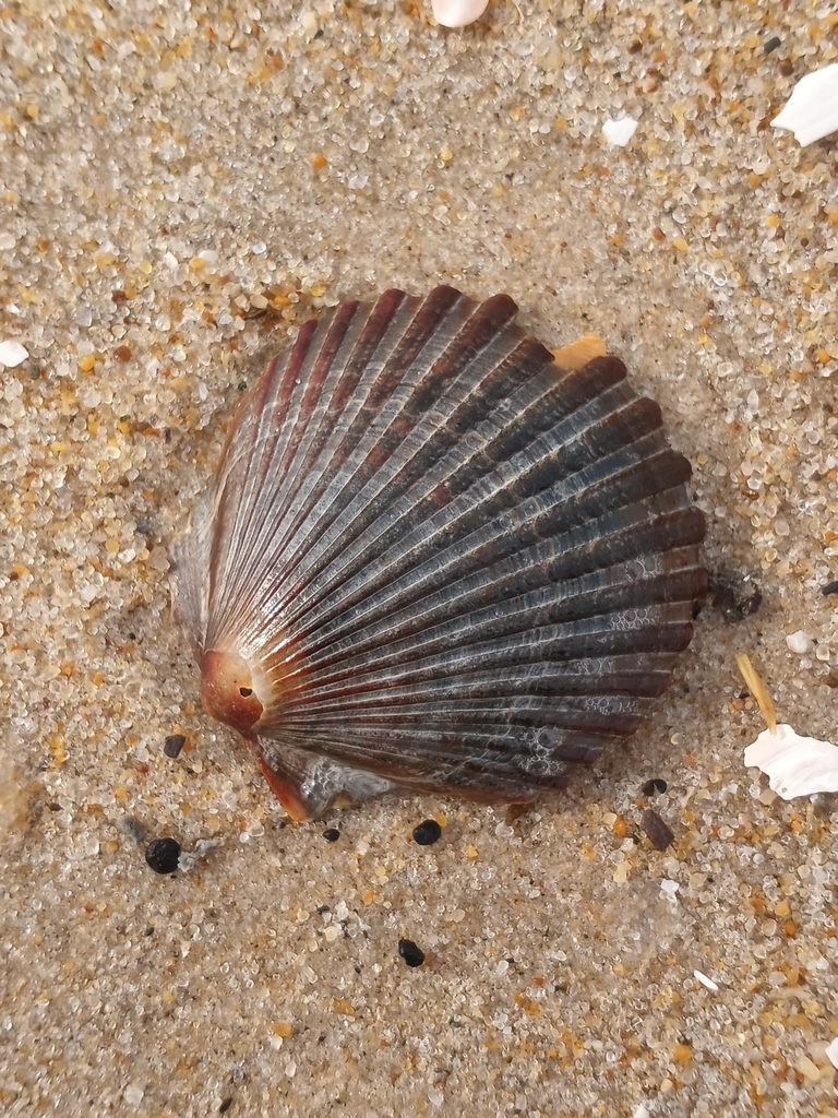 Atlantic Bay Scallop from Ocean City, MD 21842, USA on March 31, 2022 ...