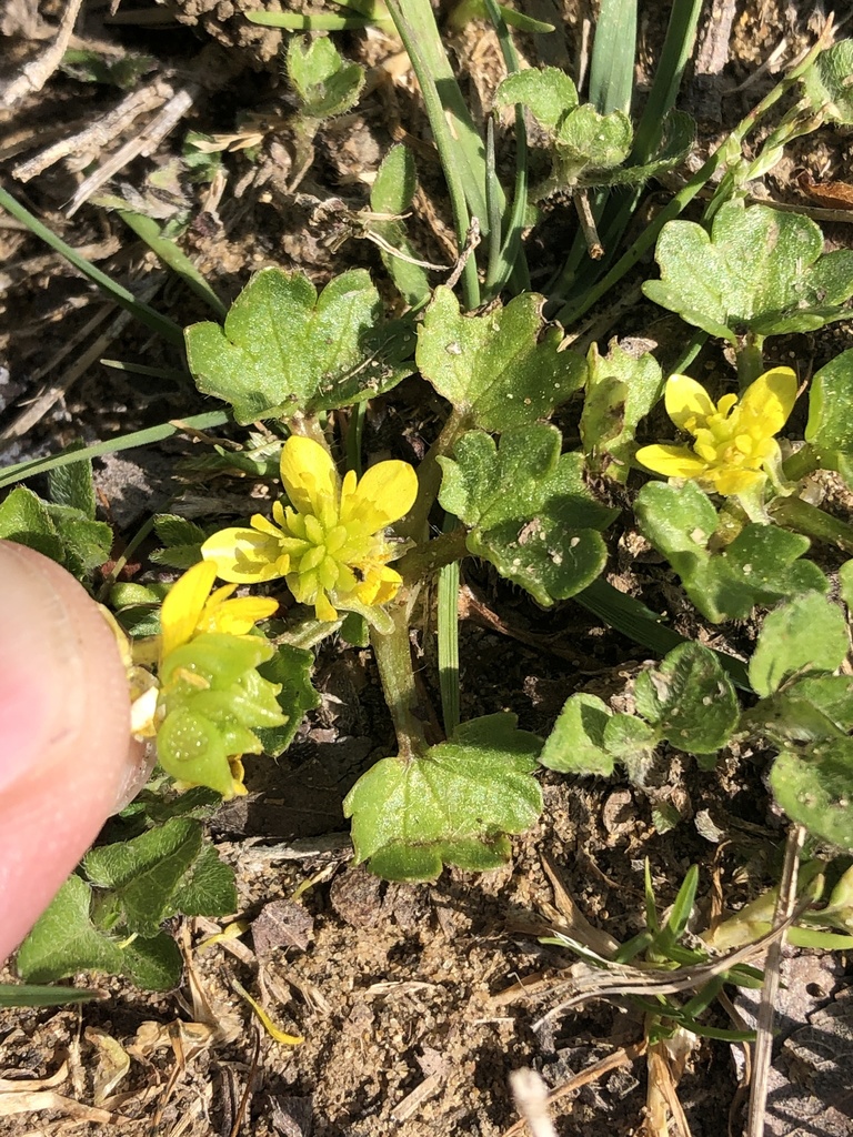 Rough-fruited buttercup from Devonshire Ct, Denton, TX, US on April 01 ...