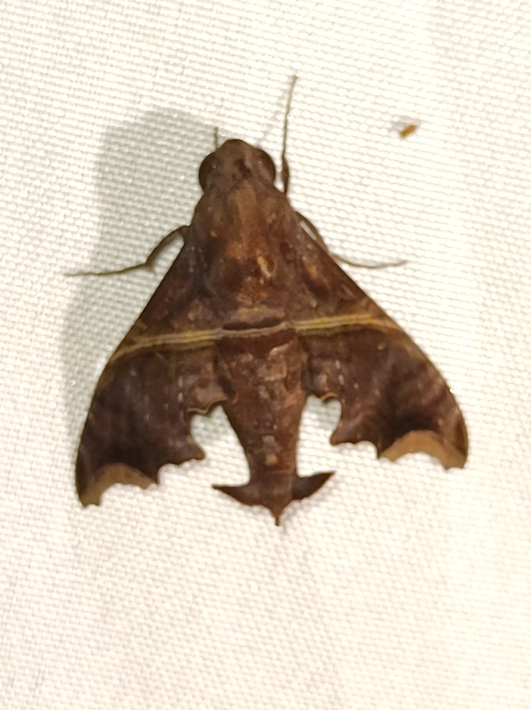 Swift-winged Sphinx from SH Grande Colorado Condomínio Mansões Colorado ...