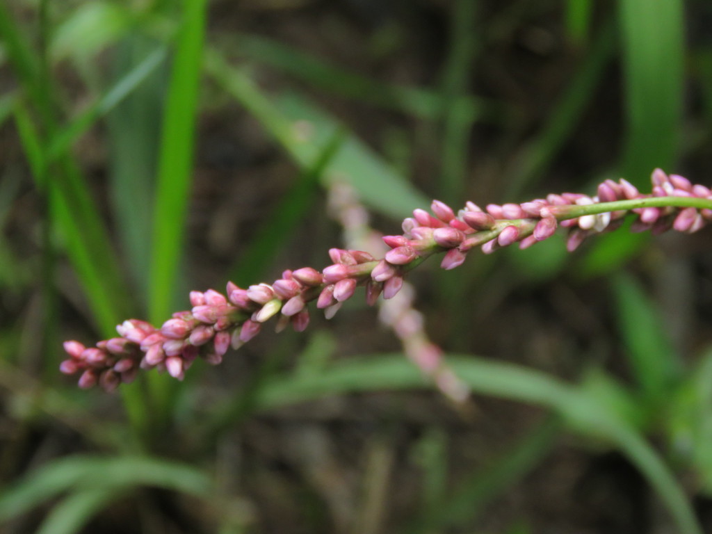 slender knotweed from Middle Dural NSW 2158, Australia on April 02 ...