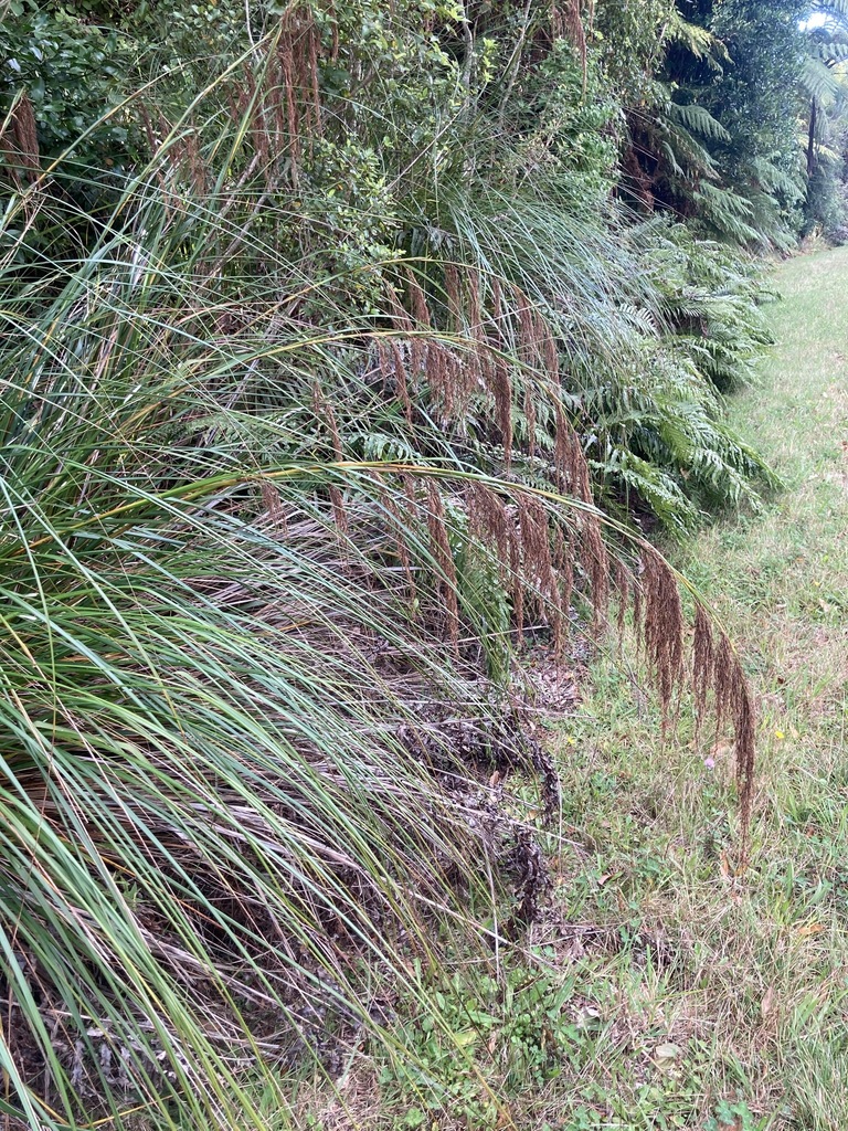 Gahnia setifolia from Puketotara, New Zealand on April 02, 2022 at 12: ...