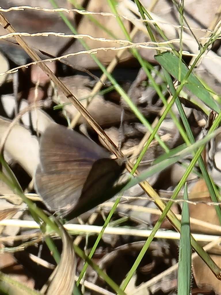 Dusky-blues from Ransome QLD 4154, Australia on April 2, 2022 at 09:51 ...