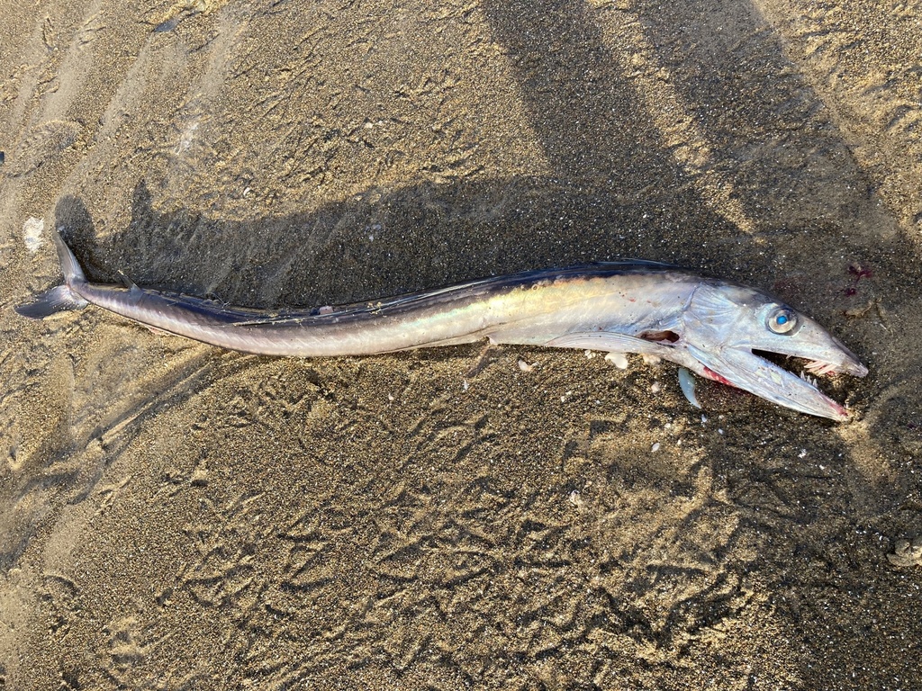 Lancetfishes (Alepisauridae) - Marine Life Identification