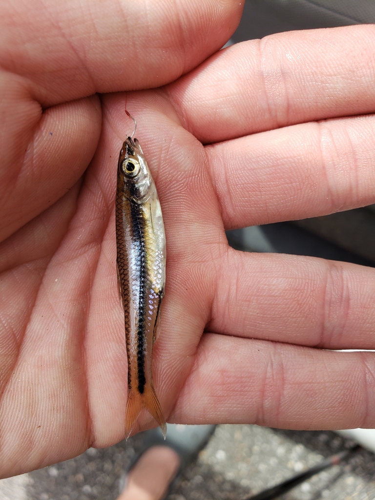Weed Shiner from Spanish Fort, AL, USA on March 30, 2022 at 01:26 PM by ...