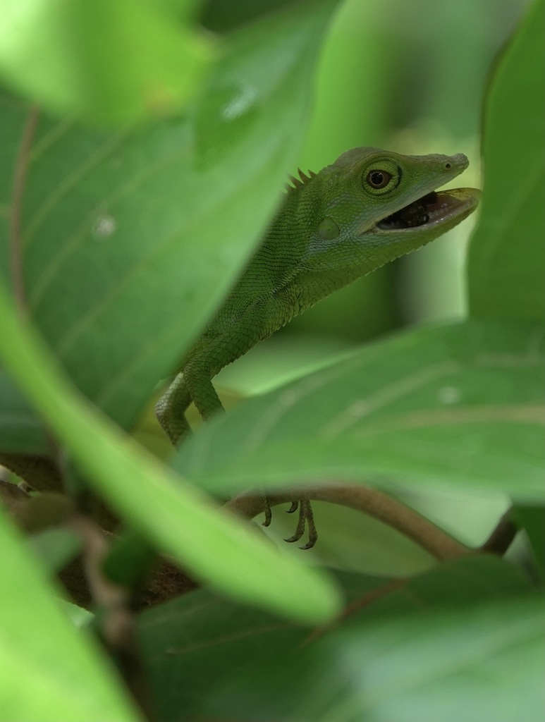 Green Crested Lizard from Goa NE10.2, Camarines Sur, Philippines on ...