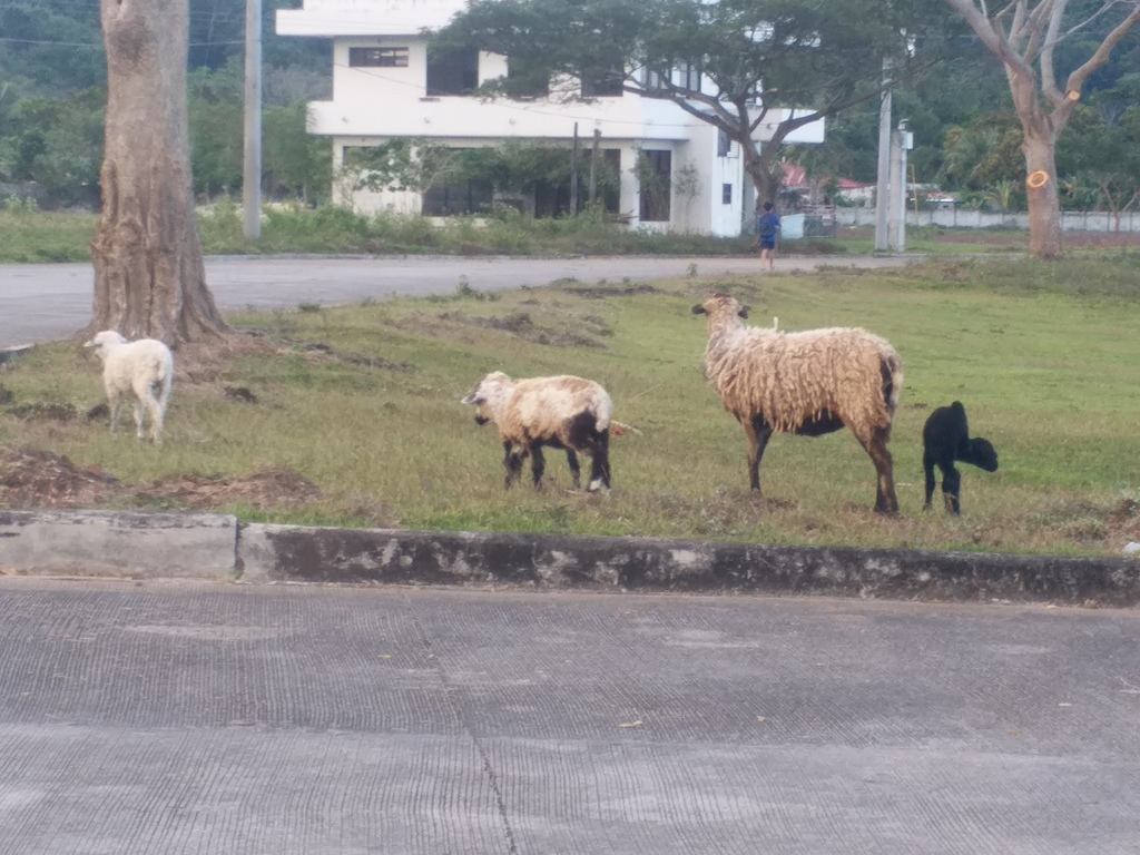 Domestic Sheep from Los Baños, Laguna, Philippines on February 16, 2022 ...