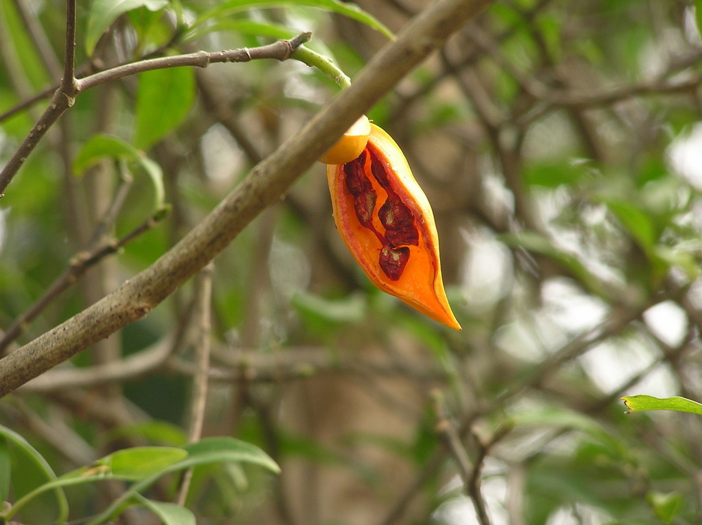 Banana Bush from Mount Glorious QLD 4520, Australia on June 13, 2003 at ...
