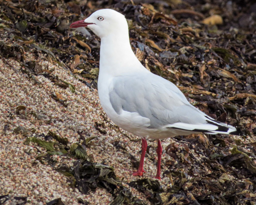 Silver Gull from Freycinet National Park TAS 7215, Australia on March ...