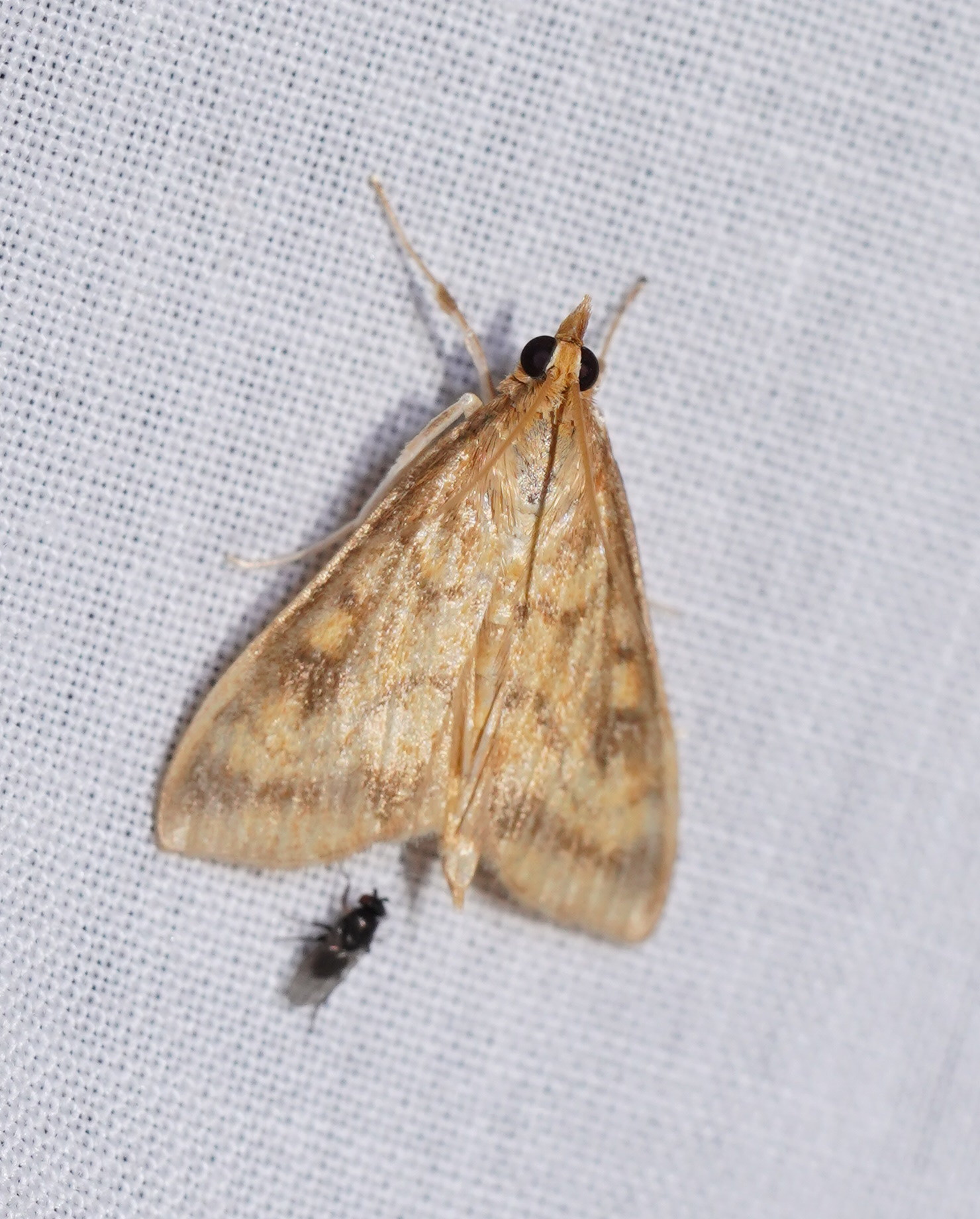 Ostrinia furnacalis (Guenée, 1854)