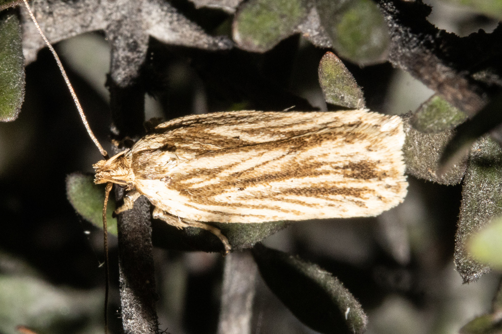 Gorse Soft Shoot Moth from Clutha District, Otago, New Zealand on March ...