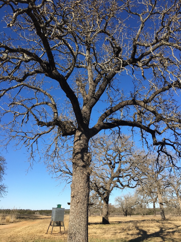 post oak from Glen Rose, TX, US on February 19, 2022 at 04:05 PM by ...