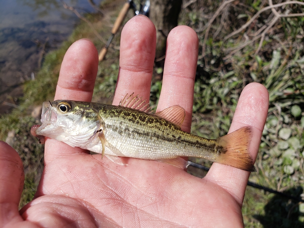 Largemouth Bass from Marianna, FL 32448, USA on March 29, 2022 at 11:10 ...