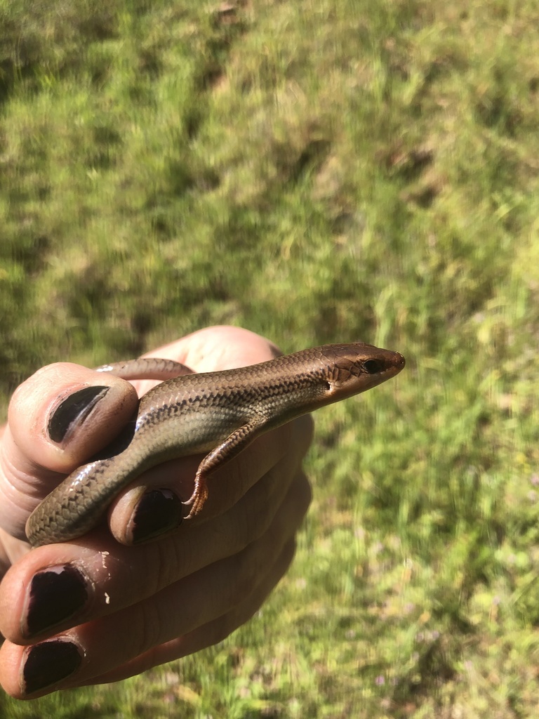 Gilbert's Skink in March 2022 by Noah M. Morales. Flipped along with a ...