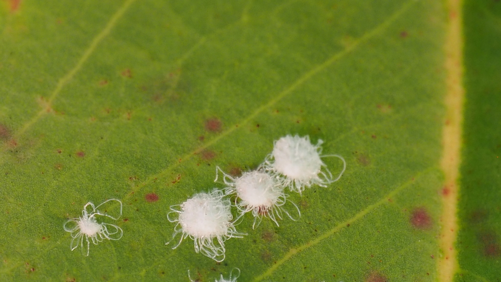 Red Gum Lerp Psyllid from Walligan QLD 4655, Australia on April 02 ...
