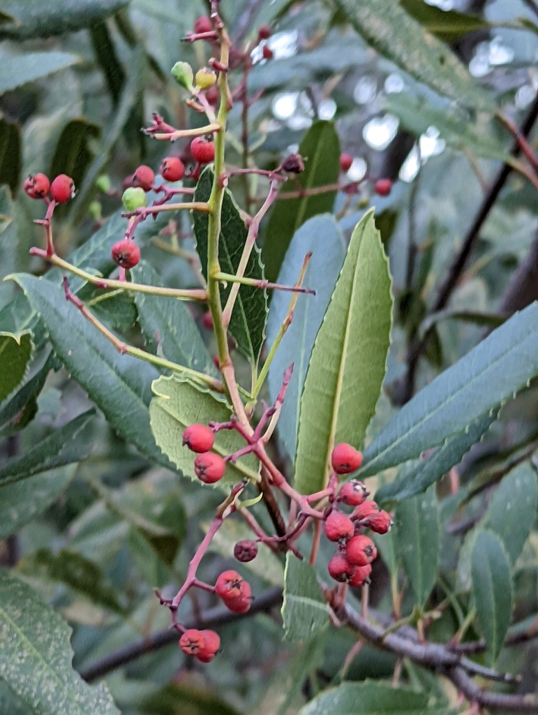Toyon from Los Angeles County, CA, USA on February 13, 2022 at 04:56 PM ...