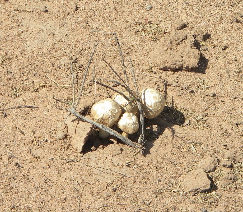 Gasteroid Agaricus in September 2014 by Ana Gatica Colima · iNaturalist