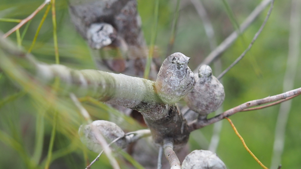 Bushy needlebush from Walligan QLD 4655, Australia on April 02, 2022 at ...