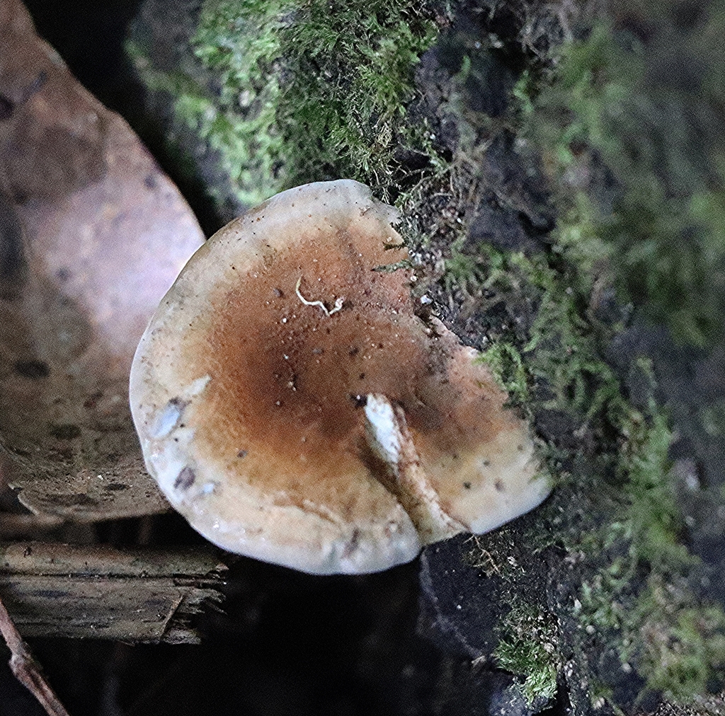red-staining stalked polypore from Melbourne VIC, Australia on April 01 ...
