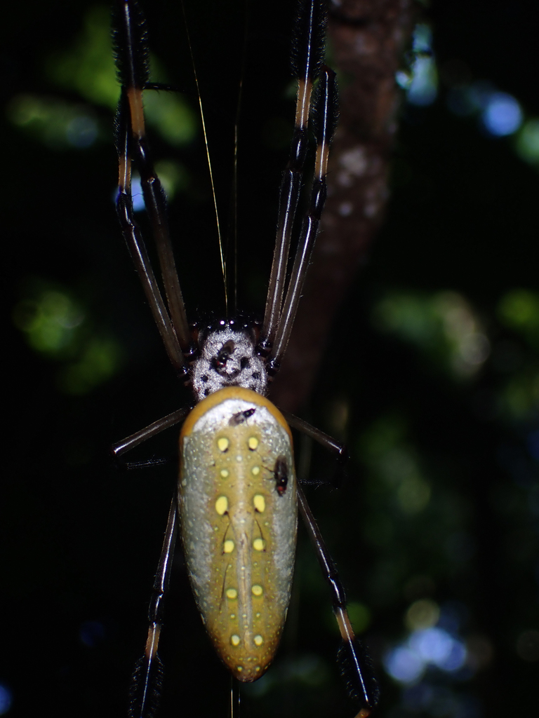 Golden Silk Spider from Heredia Province, Sarapiqui, Costa Rica on ...