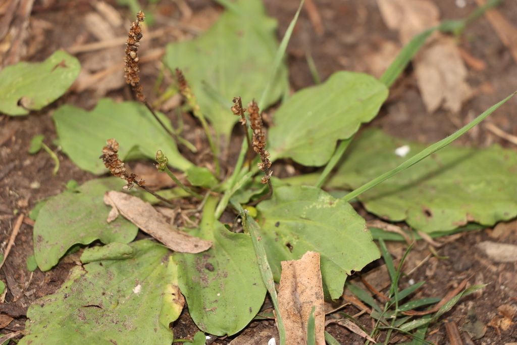 greater plantain from Melbourne VIC, Australia on April 1, 2022 at 05: ...