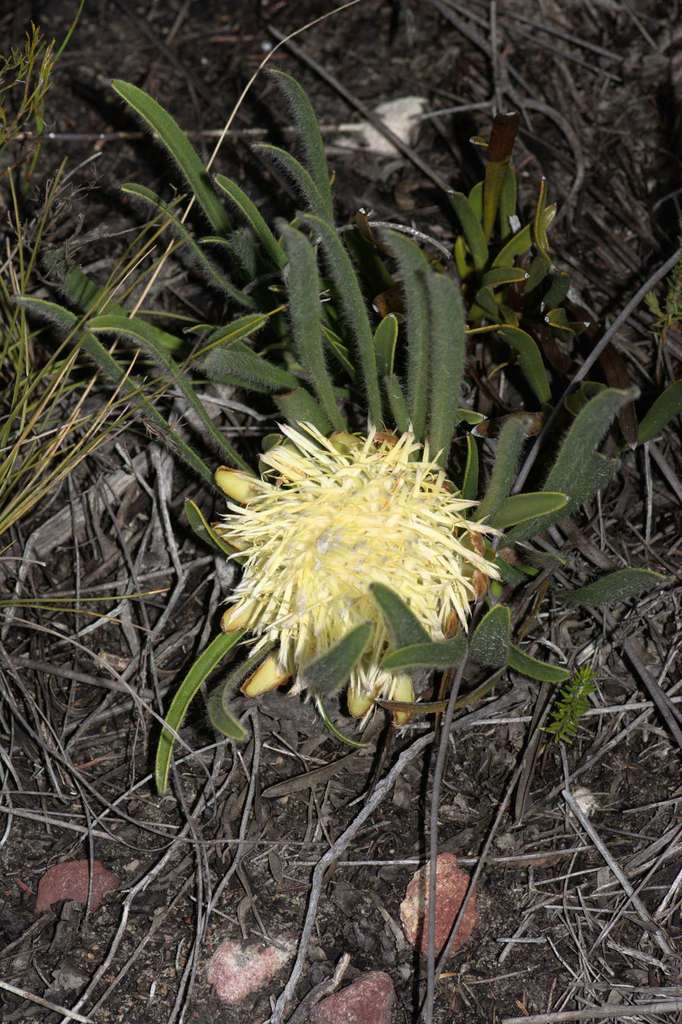 Roughleaf Sugarbush from Heuningberg Nature Reserve, Bredasdorp ...