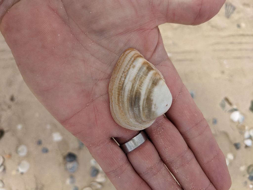 Cucullaea petita from Gold Coast QLD, Australia on March 26, 2022 at 10 ...